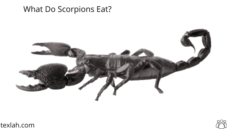 What Do Scorpions Eat? | Wind Scorpion| Asian forest Scorpion| Texlah